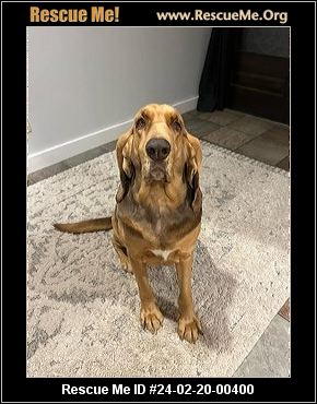 - Texas Bloodhound Rescue - ADOPTIONS - Rescue Me!