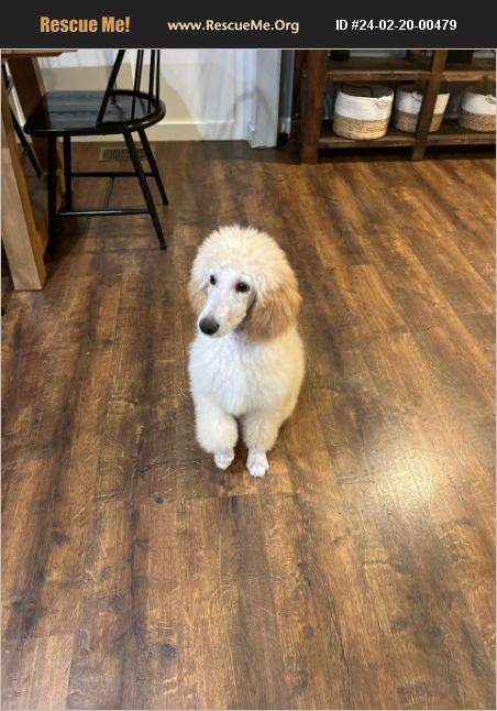 ADOPT 24022000479 ~ Poodle Rescue ~ Canton, GA