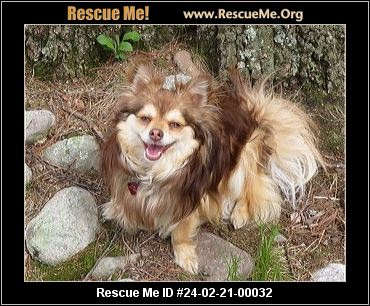 - New York Pomeranian Rescue - ADOPTIONS - Rescue Me!