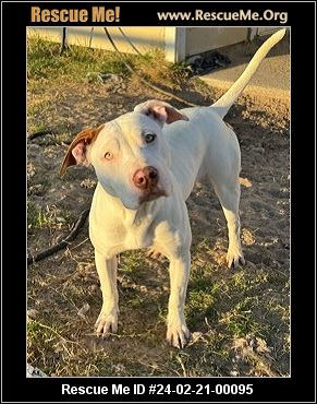 - Texas Pit Bull Rescue - ADOPTIONS - Rescue Me!