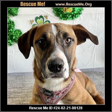 - California Corgi Rescue - ADOPTIONS - Rescue Me!