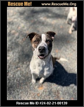 - New York Dog Rescue - ADOPTIONS - Rescue Me!