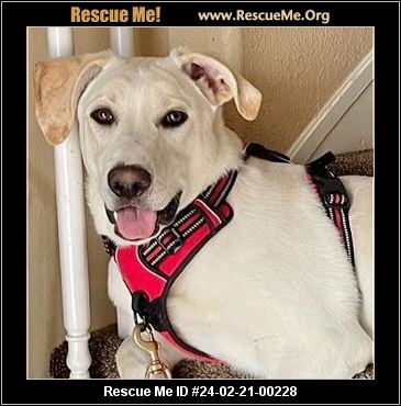- Colorado Lab Rescue - ADOPTIONS - Rescue Me!