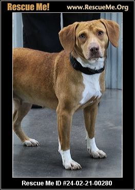 - South Carolina Dog Rescue - ADOPTIONS - Rescue Me!