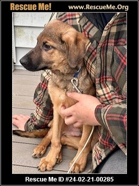 - Virginia Dog Rescue - ADOPTIONS - Rescue Me!