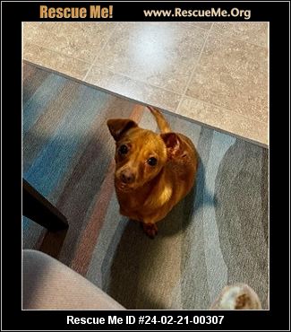 - North Carolina Dog Rescue - ADOPTIONS - Rescue Me!