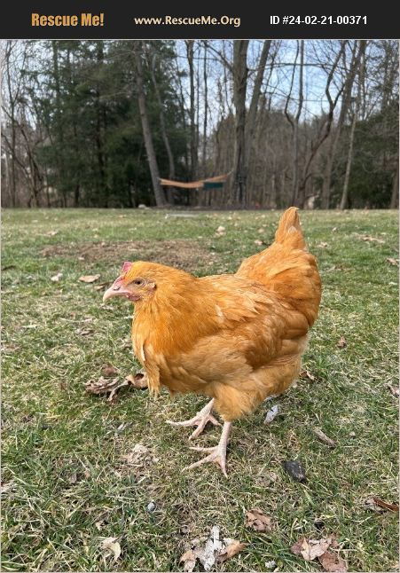 ADOPT 24022100371 ~ Farm Animal Rescue ~ Delaware, OH