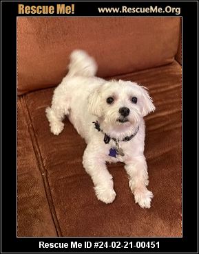 - California Maltese Rescue - ADOPTIONS - Rescue Me!