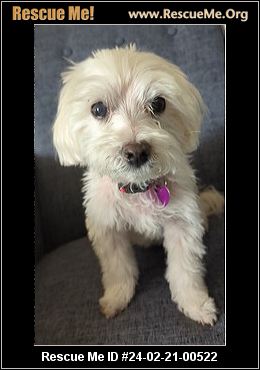 - California Maltese Rescue - ADOPTIONS - Rescue Me!