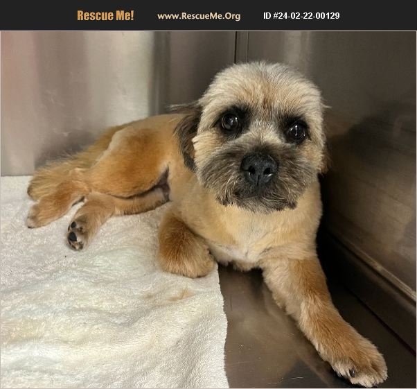 ADOPT 24022200129 ~ Lhasa Apso Rescue ~ San Diego, CA