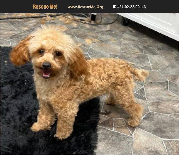 ADOPT 24022200143 ~ Poodle Rescue ~ Liberty Center, OH