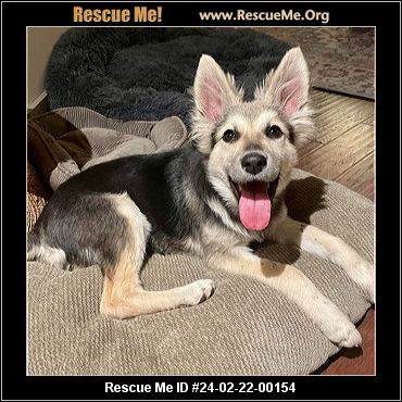 - North Carolina Dog Rescue - ADOPTIONS - Rescue Me!