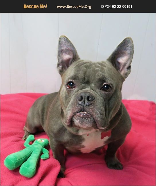 ADOPT 24022200194 ~ French Bulldog Rescue ~ Howell, NJ
