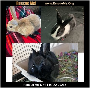 - New Jersey Rabbit Rescue - ADOPTIONS - Rescue Me!