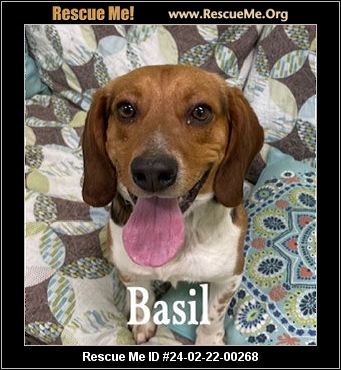 - Pennsylvania Beagle Rescue - ADOPTIONS - Rescue Me!