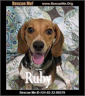 - Pennsylvania Beagle Rescue - ADOPTIONS - Rescue Me!