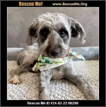 - Colorado Dog Rescue - ADOPTIONS - Rescue Me!