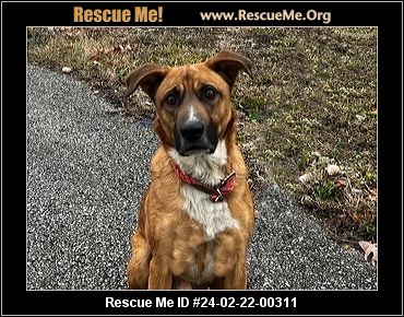 - Indiana Dog Rescue - ADOPTIONS - Rescue Me!