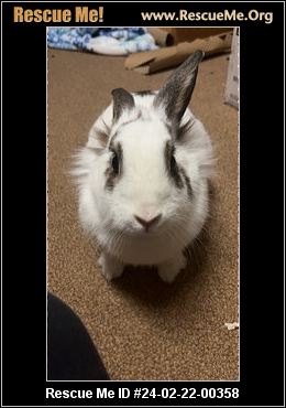 - Illinois Rabbit Rescue - ADOPTIONS - Rescue Me!