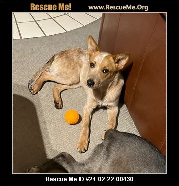 - Kentucky Dog Rescue - ADOPTIONS - Rescue Me!