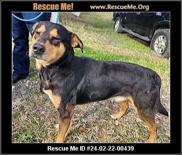 - Texas Rottweiler Rescue - ADOPTIONS - Rescue Me!