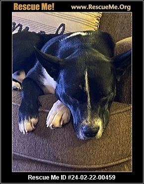 - Ohio Siberian Husky Rescue - ADOPTIONS - Rescue Me!