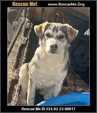 - Oklahoma Dog Rescue - ADOPTIONS - Rescue Me!