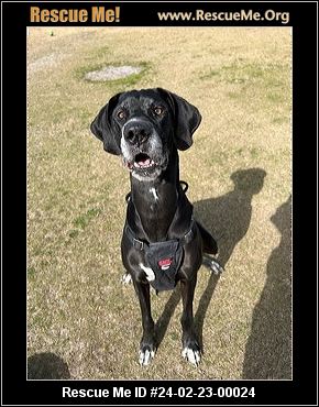 - North Carolina Dog Rescue - ADOPTIONS - Rescue Me!