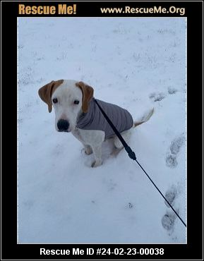 - Kentucky Dog Rescue - ADOPTIONS - Rescue Me!