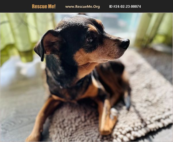 ADOPT 24022300074 ~ Miniature Pinscher Rescue ~ Newark, CA