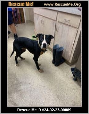 - Texas Pit Bull Rescue - ADOPTIONS - Rescue Me!