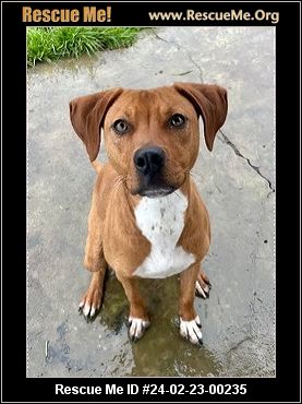 - Oregon Dog Rescue - ADOPTIONS - Rescue Me!