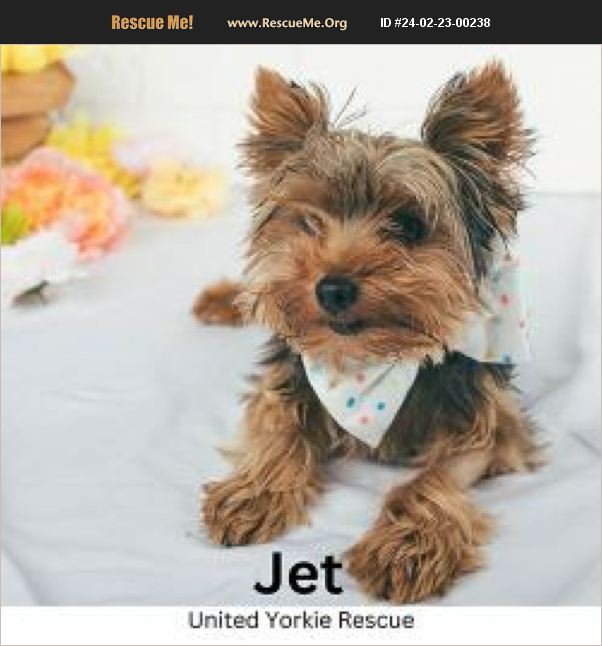 ADOPT 24022300238 ~ Yorkie Rescue ~ Williamson County, TX