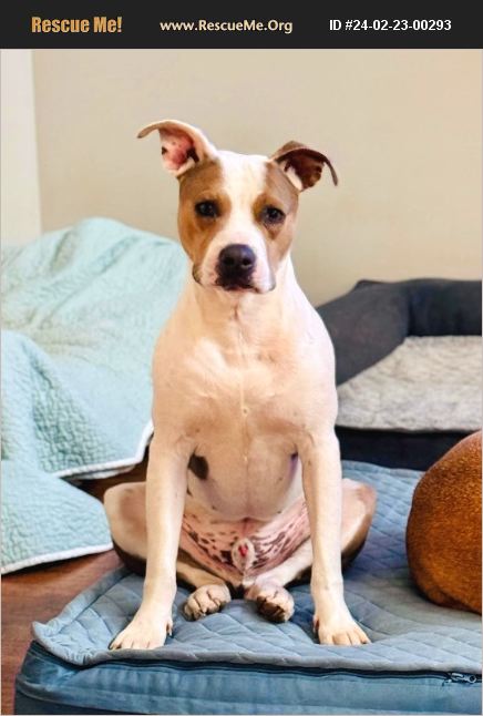 ADOPT 24022300293 ~ Boxer Rescue ~ Bethel, CT