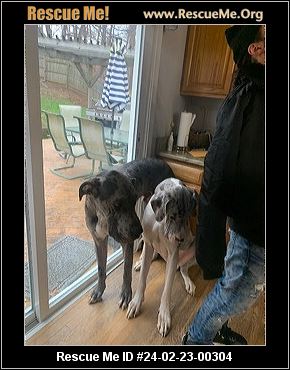 - Connecticut Dog Rescue - ADOPTIONS - Rescue Me!