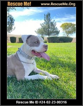 - California Pit Bull Rescue - ADOPTIONS - Rescue Me!