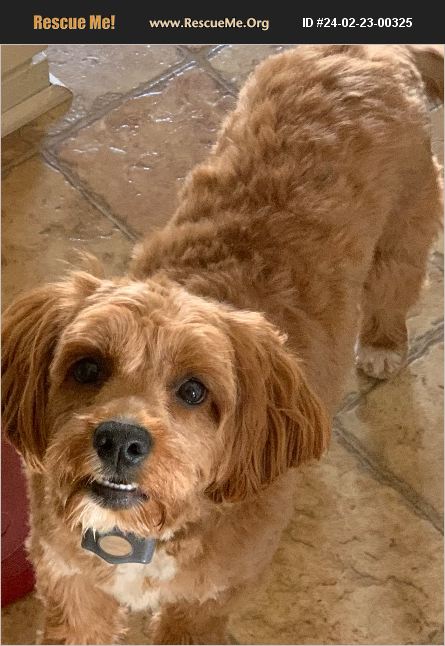 ADOPT 24022300325 ~ Cockapoo Rescue ~ Huntsville, AL