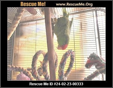 - California Pet Bird Rescue - ADOPTIONS - Rescue Me!
