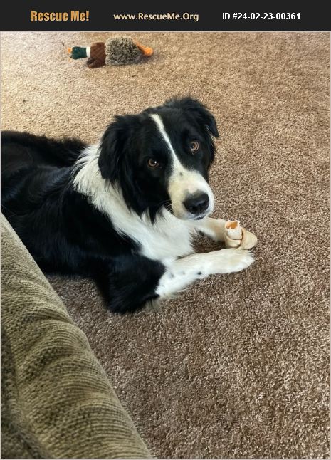 ADOPT 24022300361 ~ Australian Shepherd Rescue ~ Medford, OR