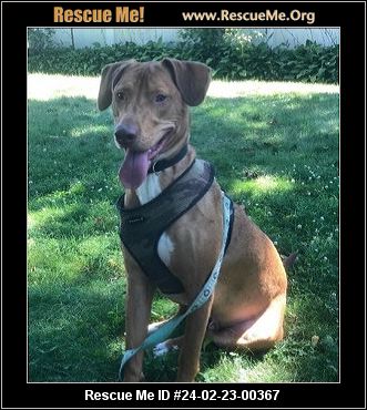 - New Jersey Dog Rescue - ADOPTIONS - Rescue Me!