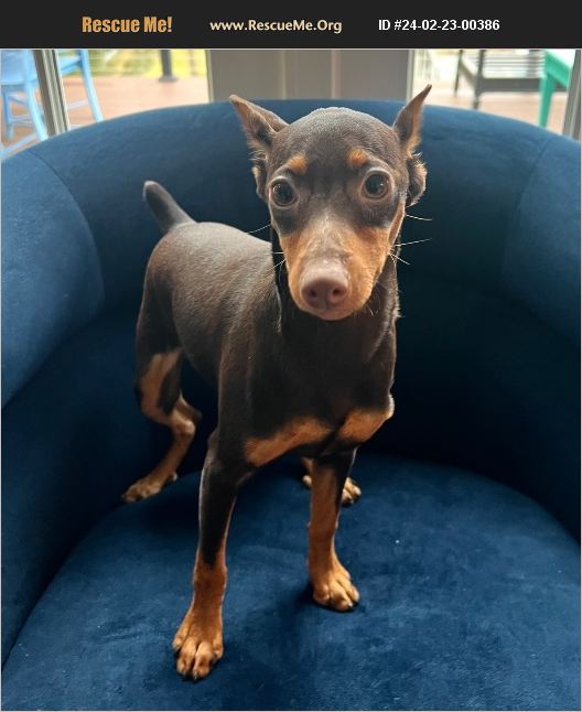 ADOPT 24022300386 ~ Miniature Pinscher Rescue ~ Connecticut