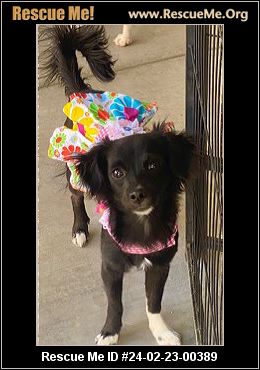 - Arizona Pomeranian Rescue - ADOPTIONS - Rescue Me!