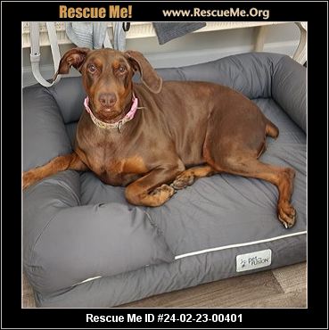 - Mississippi Dog Rescue - ADOPTIONS - Rescue Me!