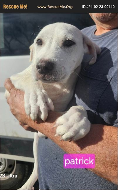 ADOPT 24022300410 ~ Lab Rescue ~ Seattle, WA