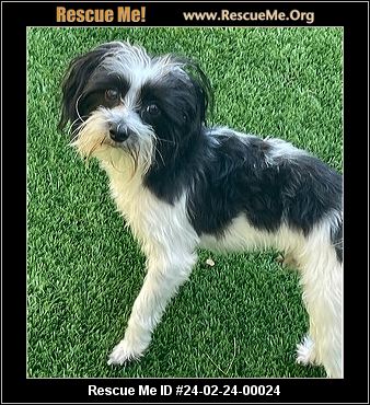 - Florida Maltese Rescue - ADOPTIONS - Rescue Me!