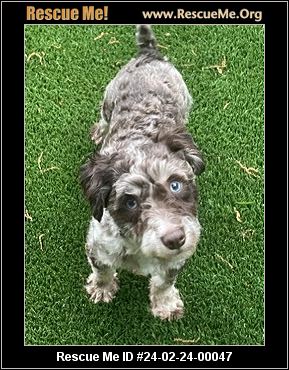 - Florida Schnauzer Rescue - ADOPTIONS - Rescue Me!