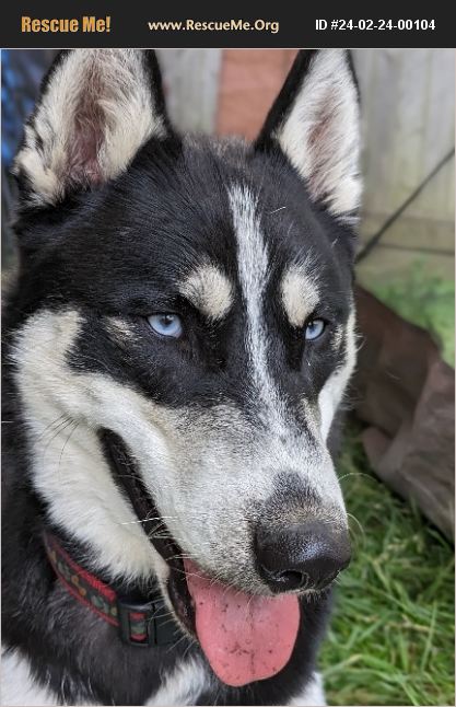 ADOPT 24022400104 ~ Siberian Husky Rescue ~ Madison, WI