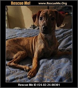 - New Jersey Dog Rescue - ADOPTIONS - Rescue Me!