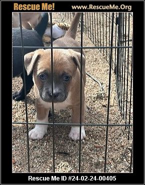 - Colorado Dog Rescue - ADOPTIONS - Rescue Me!