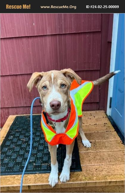 ADOPT 24022500009 ~ German Shepherd Rescue ~ Eugene, OR